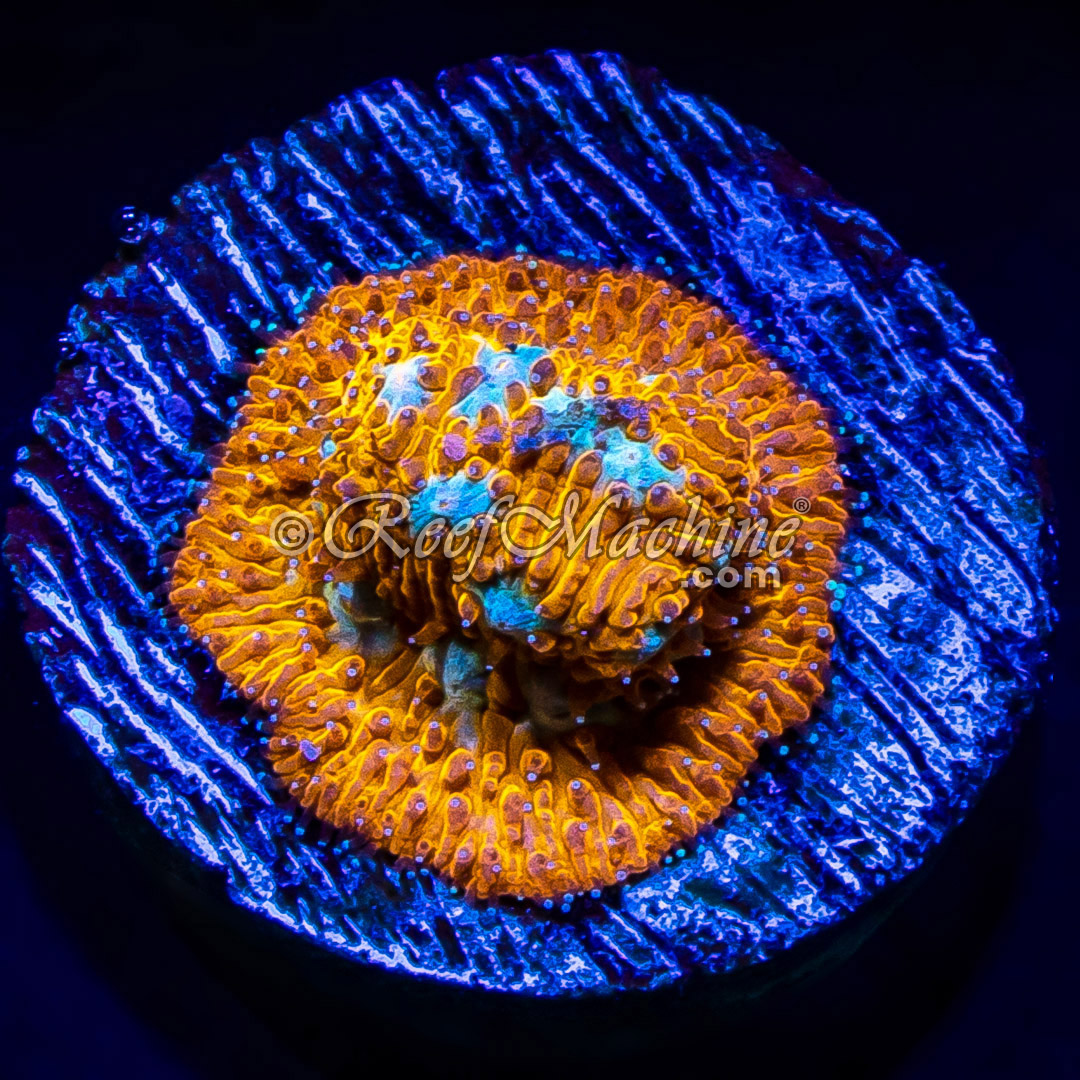 Reef Machine UK Mail Order Corals! Healthy, High Quality Frags - Tiger ...