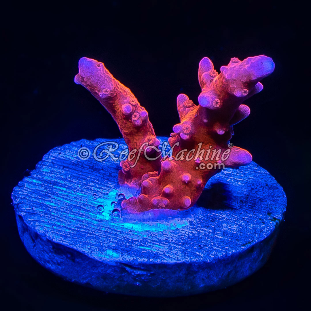 Reef Machine UK Mail Order Corals! Healthy, High Quality Frags - TNT ...