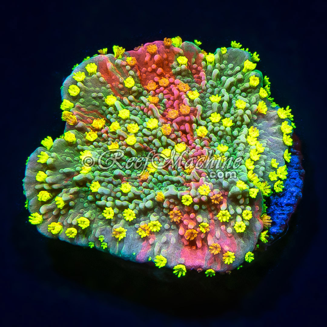 Reef Machine UK Mail Order Corals! Healthy, High Quality Frags ...