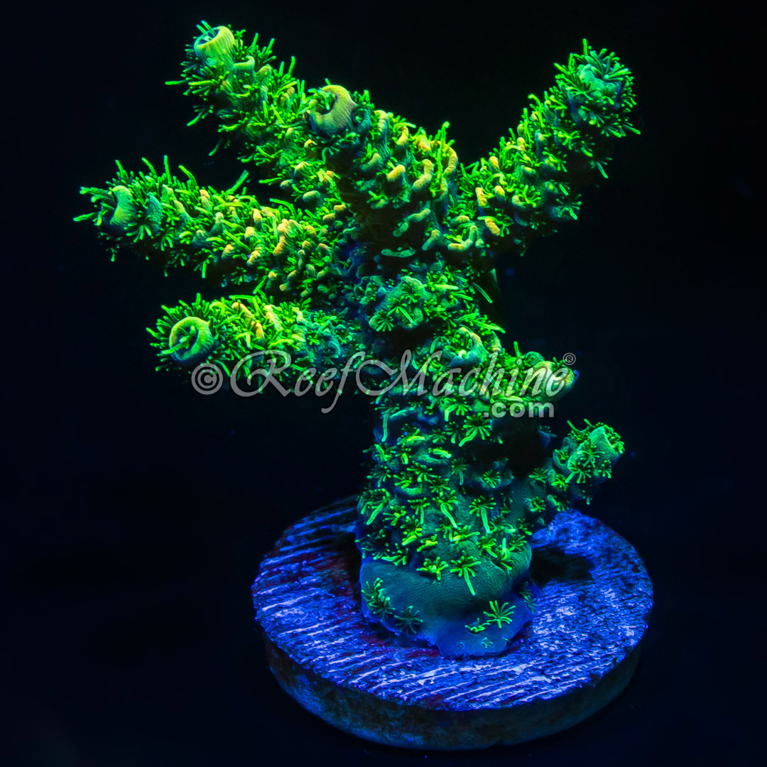 Reef Machine UK Mail Order Corals! Healthy, High Quality Frags - Sunset ...