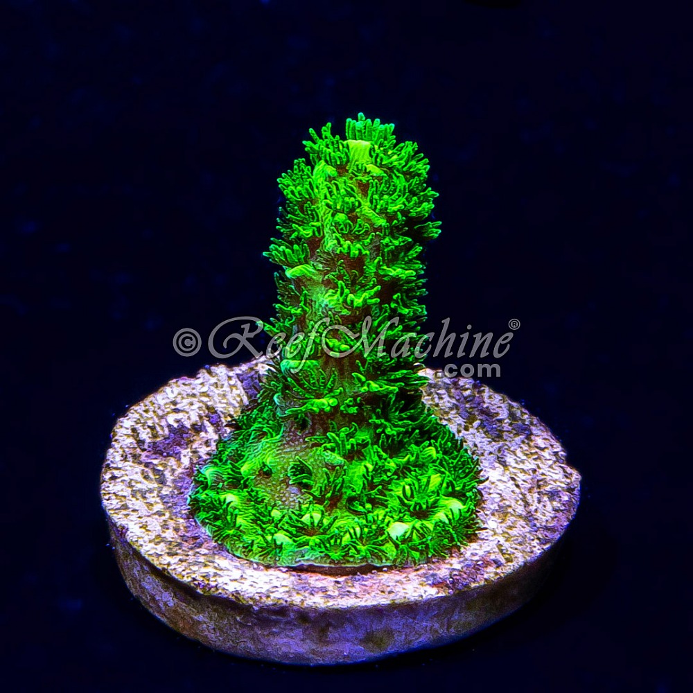 Reef Machine UK Mail Order Corals! Healthy, High Quality Frags - Ultra ...