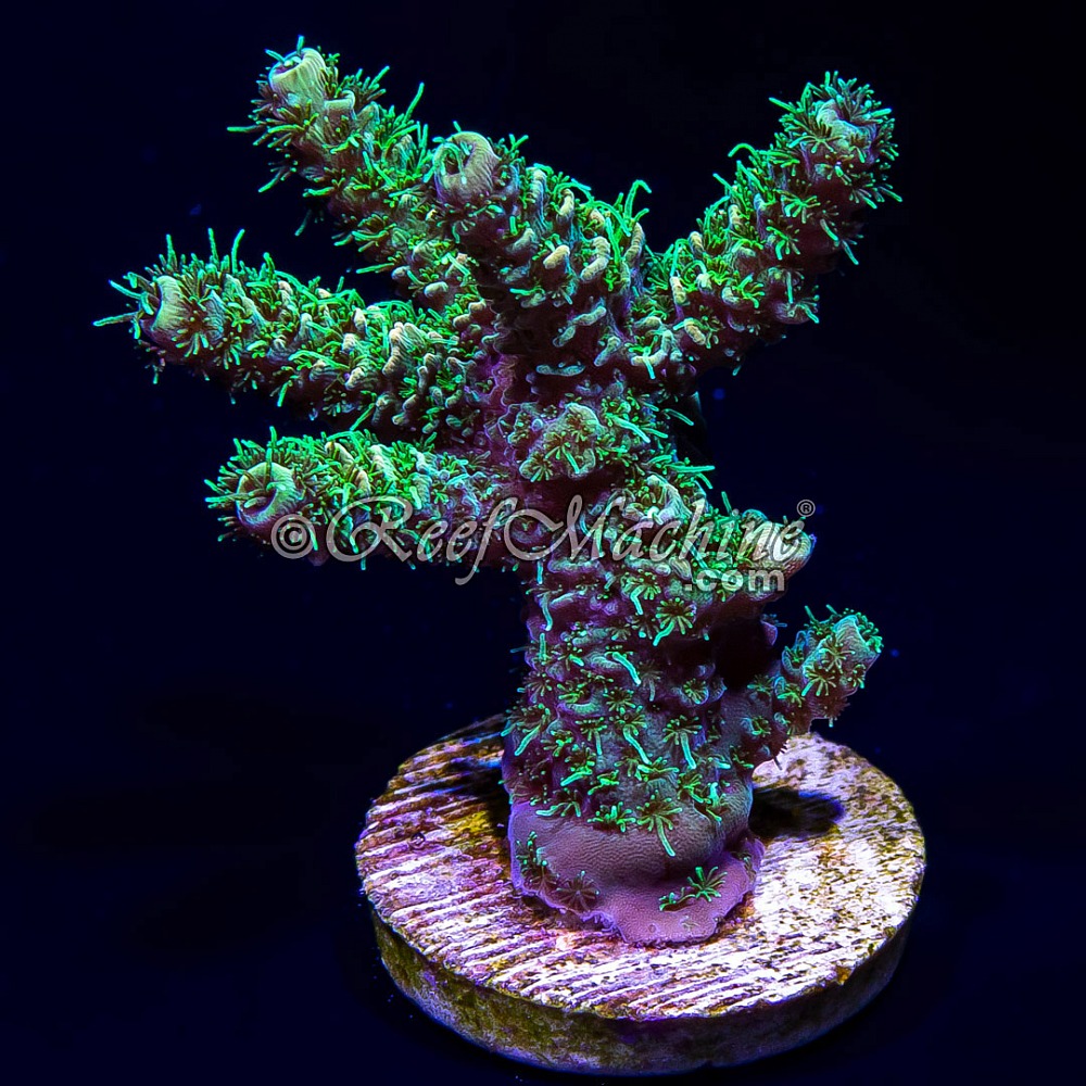 Reef Machine UK Mail Order Corals! Healthy, High Quality Frags - Sunset ...