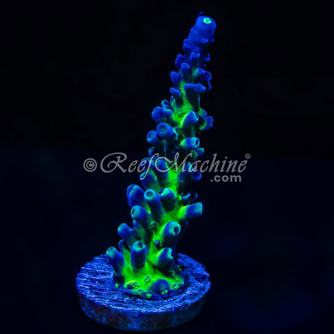 Reef Machine - UK Mail Order Corals - Blue Oregon Tort Acropora Acro ...