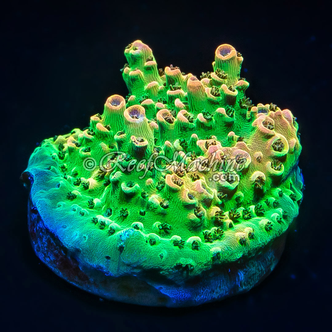 Reef Machine UK Mail Order Corals! Healthy, High Quality Frags - RM ...