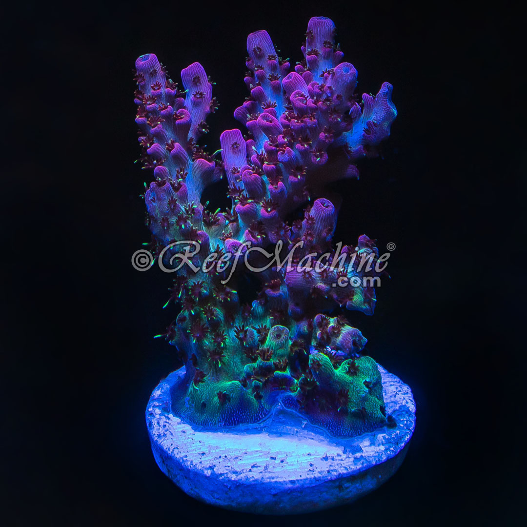 Reef Machine - UK Mail Order Corals - RM Hundreds & Thousands Tabling ...